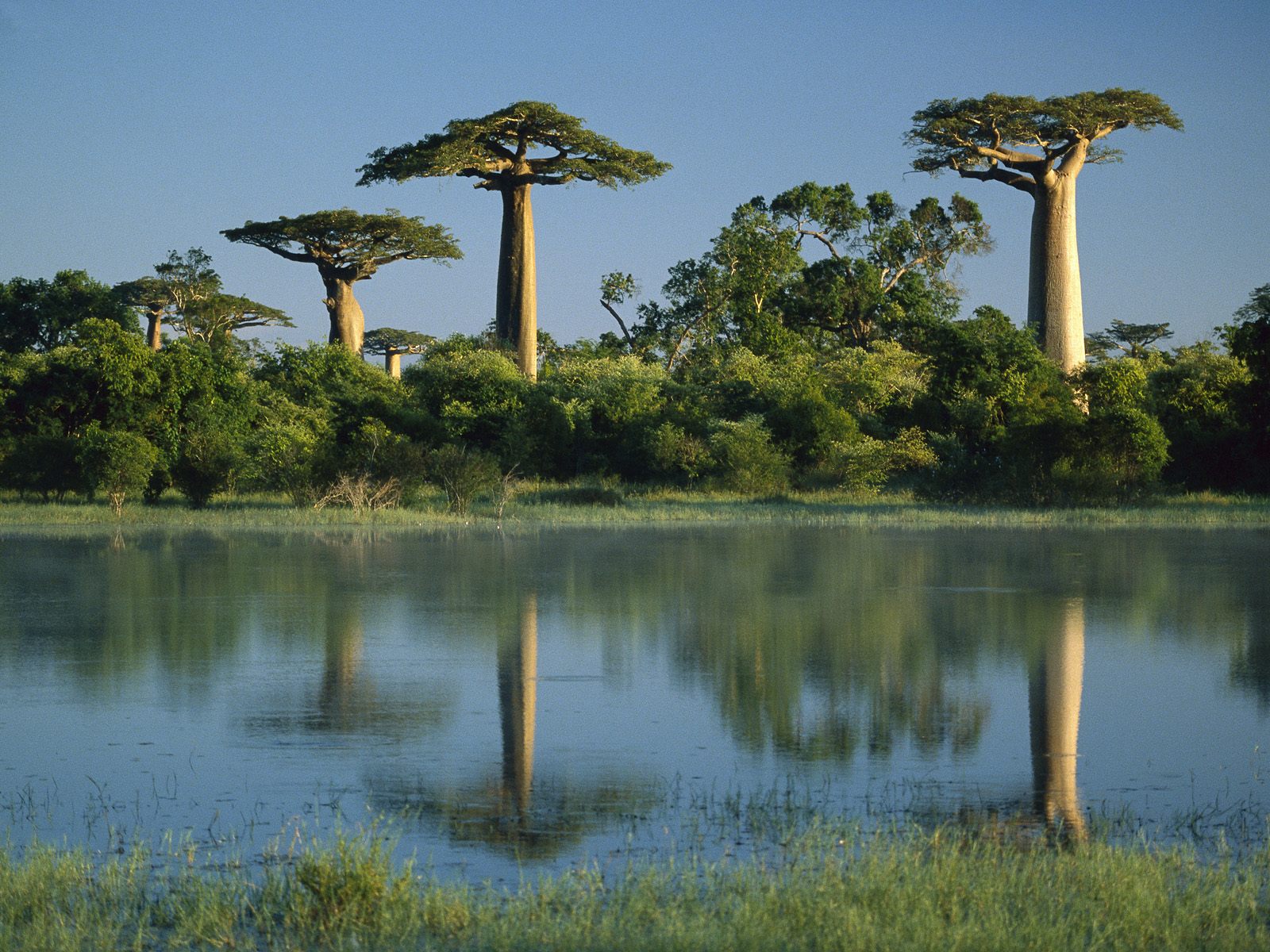 Baobab Trees Reflected in Wetlands, Morondava, Madagascar - Desktop ...