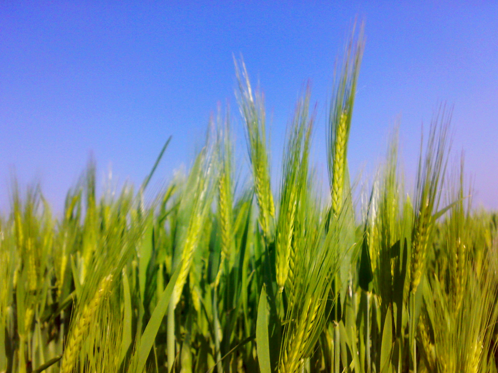 genhu by utk^rah - Desktop Wallpaper