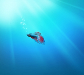 Windows 7 Fisch by Microsoft - Desktop Wallpaper