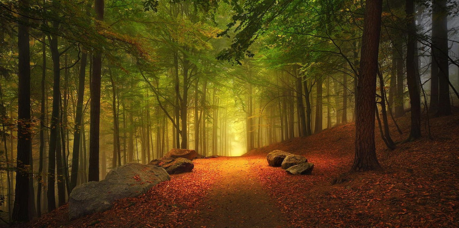 forest path - Desktop Wallpaper