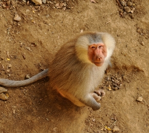 Monkey 1-Roger Giraldo - Desktop Wallpaper