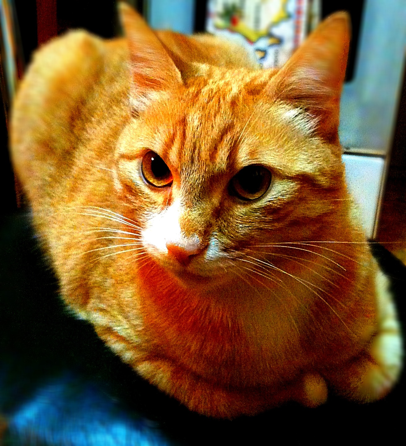 Yellow Cat - Desktop Wallpaper